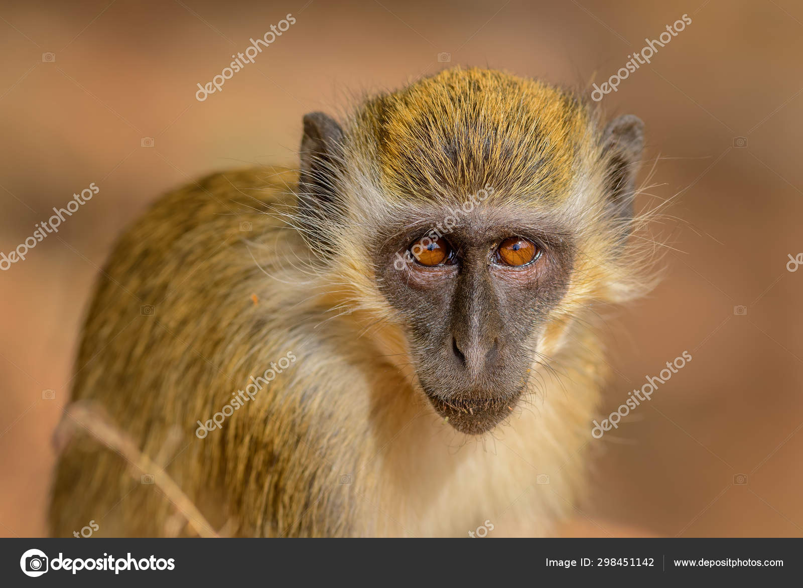 African Green Monkeys