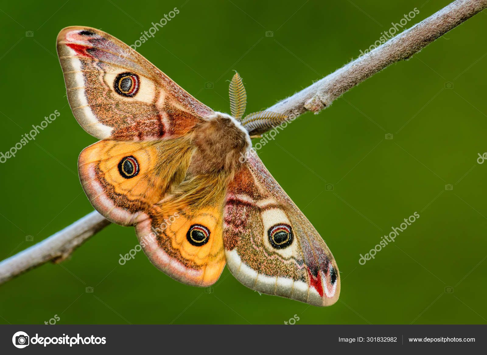 Emperor Moth Saturnia Pavonia Beautiful Rare Moth European Forests ...