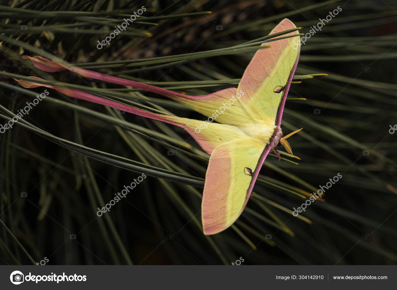 Chinese Moon Moth