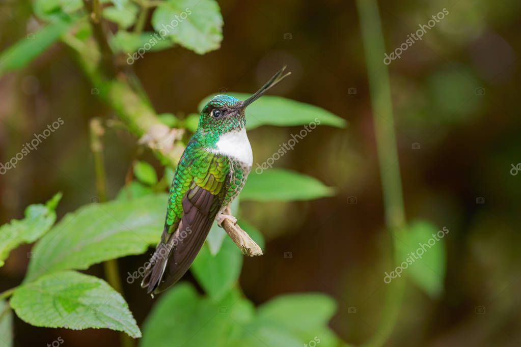 Collared Inca - Coeligena torquata, hermoso colibrí blanco y negro de ...