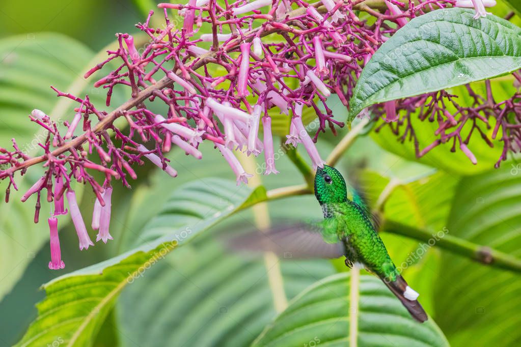 Blancas con ventilación rojiza - Urosticte ruficrissa, hermoso colibrí ...