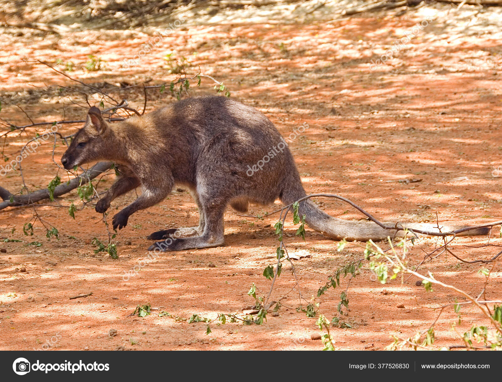 Red Necked Wallaby Macropus Rufogriseus Popular Mammal Australian ...