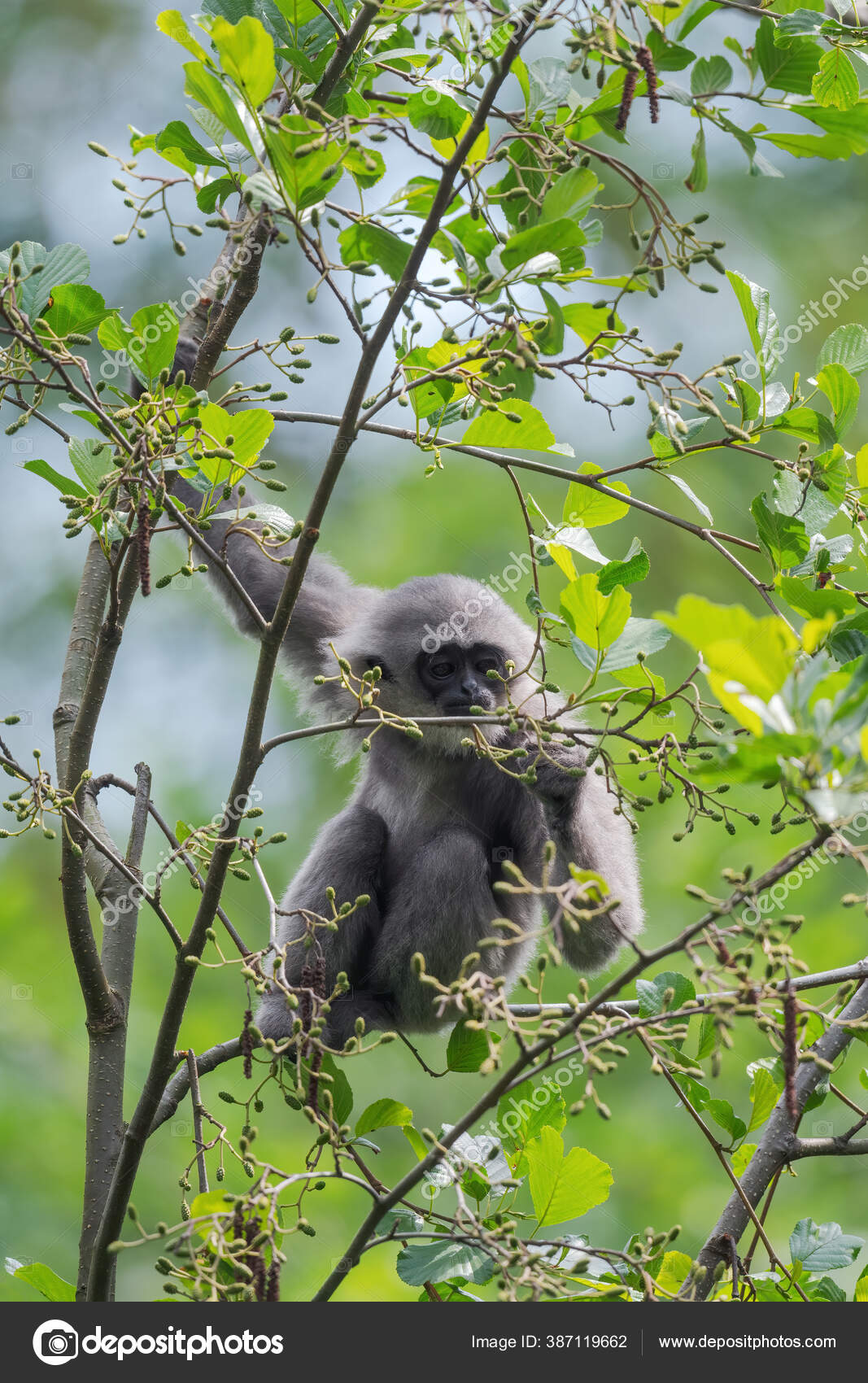 Silvery Gibbon Hylobates Moloch Beautiful Primate Endemic Java Forests ...