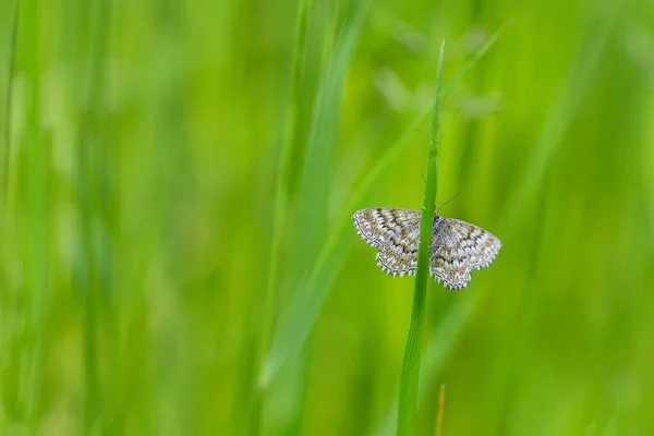 Lewes Wave - Scopula immorata, small common moth from European meadows ...