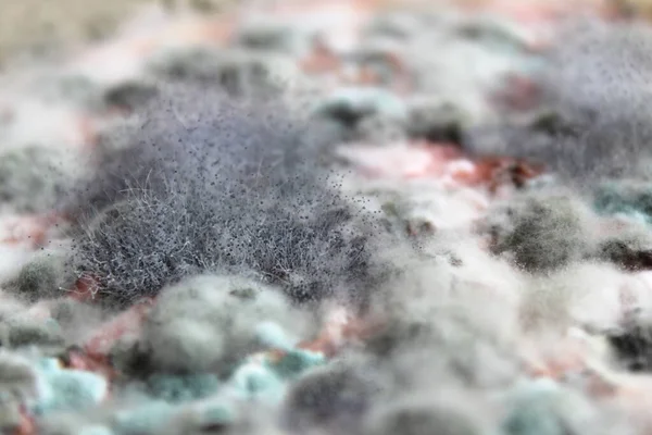 Mold texture Images - Search Images on Everypixel