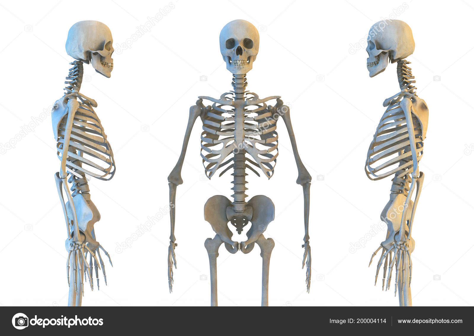 Human skeleton set. 3D illustration — Stock Photo © automotive.stocks ...