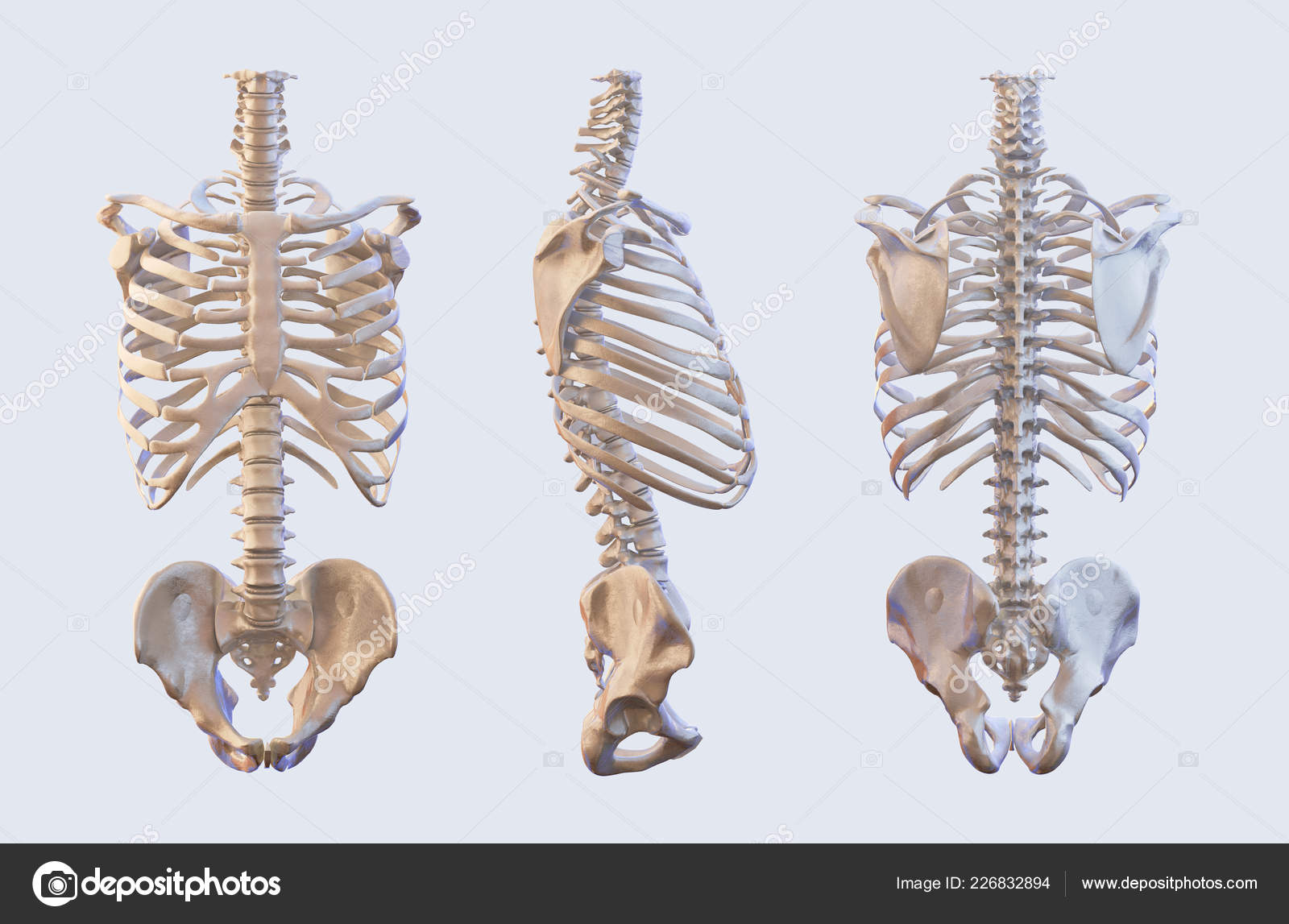Menneskelig Ryggrads Anatomi 11,8" Mänsklig Ryggrad Modell Anatomi