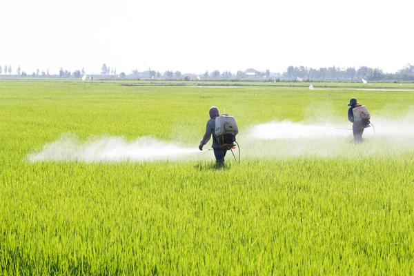 Farmer spraying pesticide in the rice field — Stock Photo © comzeal ...