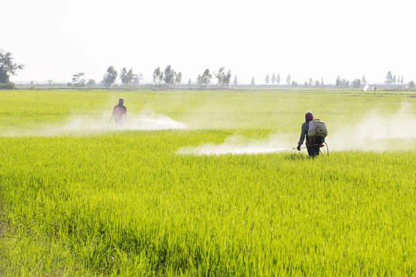 Farmer spraying pesticide in the rice field — Stock Photo © comzeal ...