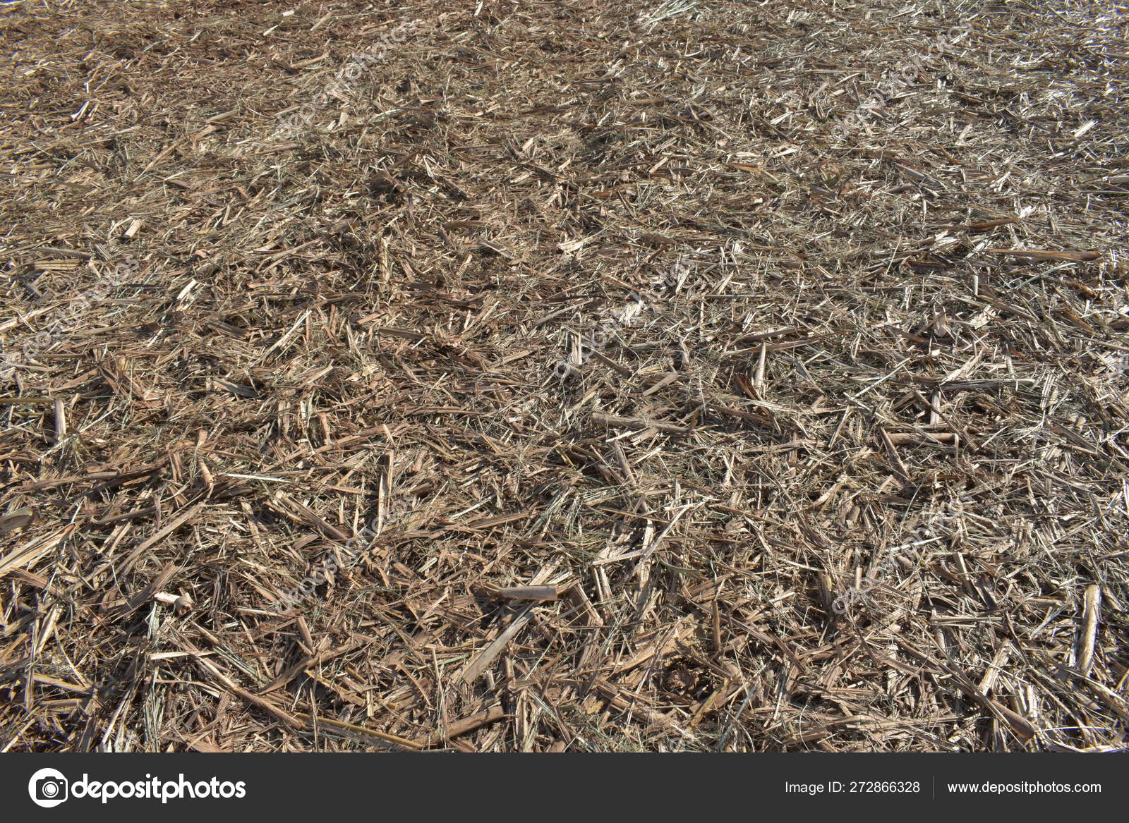 Dry cane straw in the soil after sugarcane harvest — Stock Photo ...