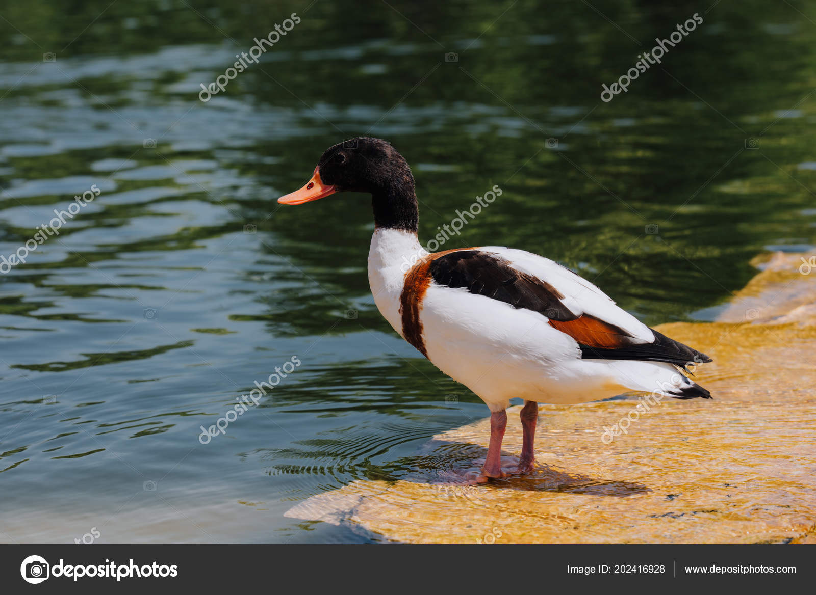 Selective Focus Duck Standing Shallow Water — Free Stock Photo ...
