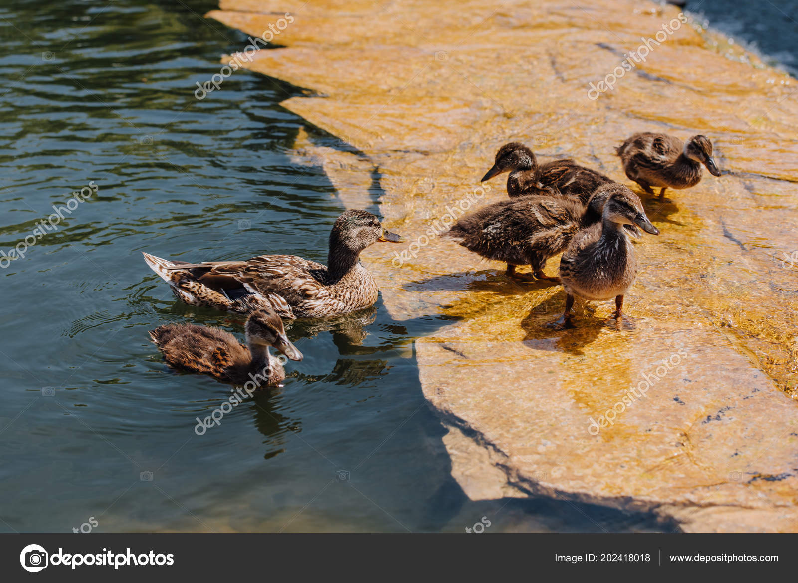 Foco Selectivo Bandada Patos Con Madre Agua — Foto de stock #202418018 ...