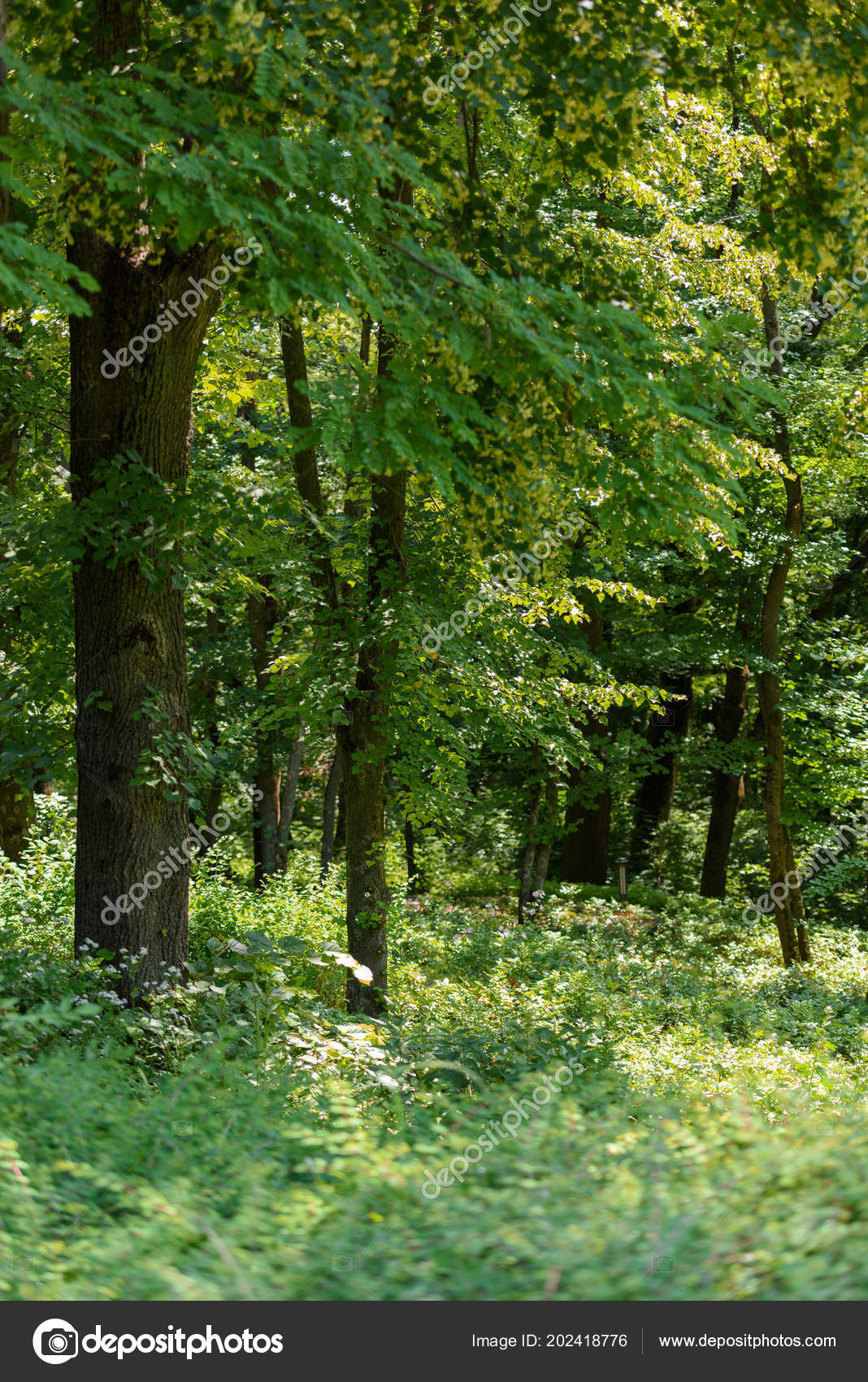 Selective Focus Green Trees Grass Sunlight Forest — Stock Photo ...