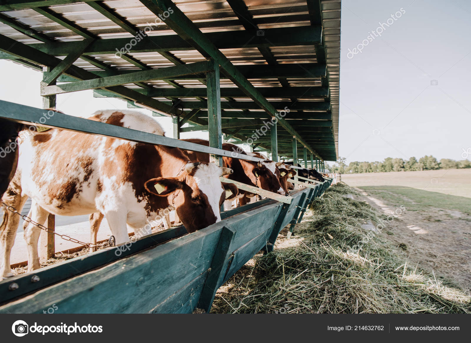 Vacas Hermosas Domésticas Comiendo Establo Granja — Foto de stock ...