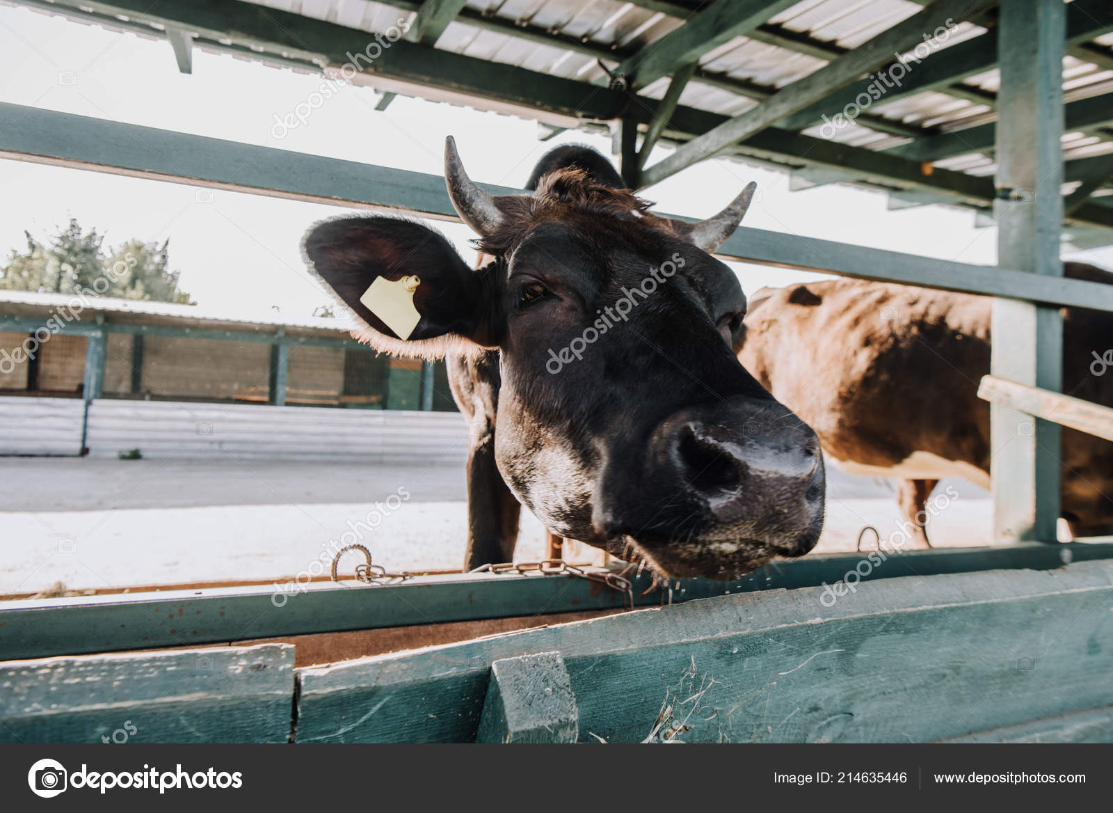 Close Portrait Black Cow Standing Stall Farm — Free Stock Photo ...