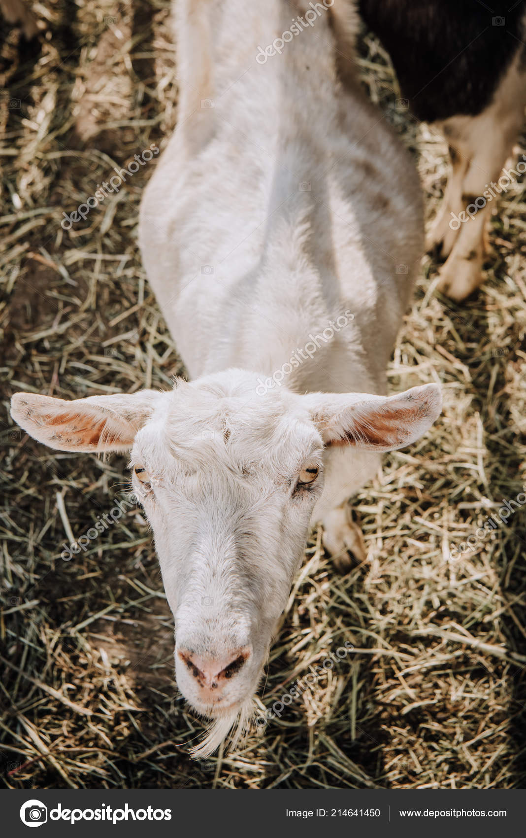 High Angle View White Goat Grazing Farm Stock Photo by ©MicEnin 214641450