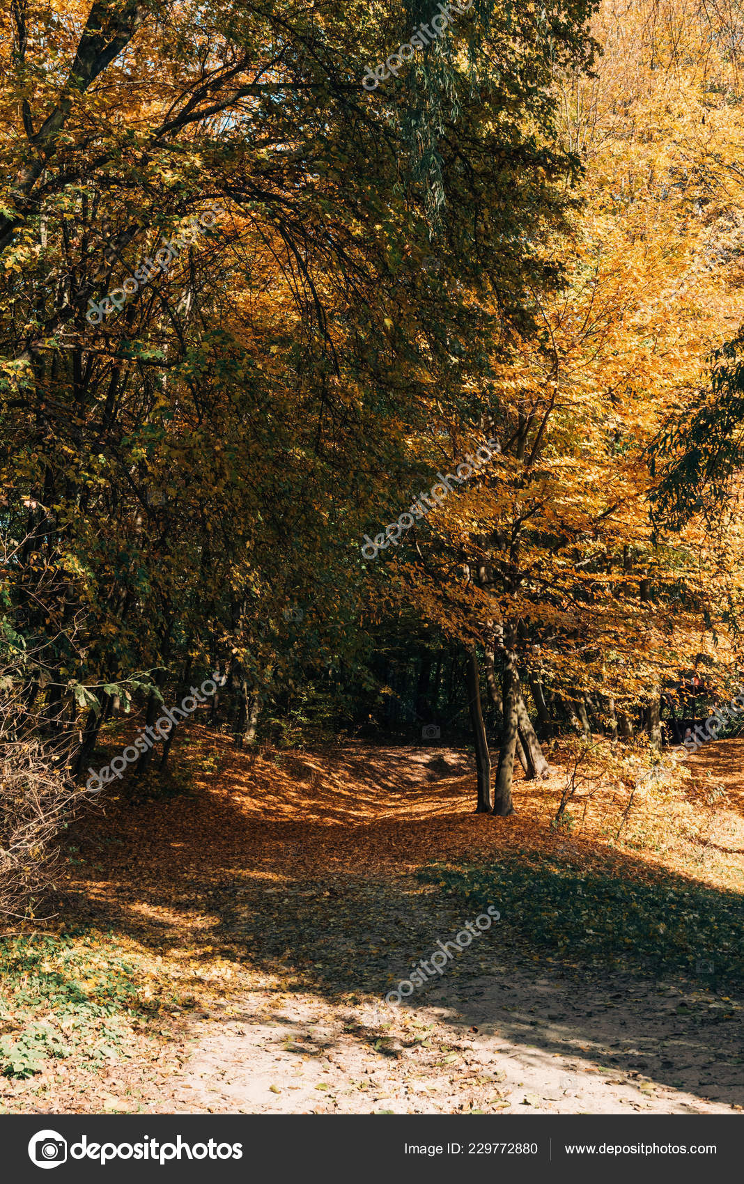 Autumn Forest Leaves Tree Twigs — Stock Photo © MicEnin #229772880