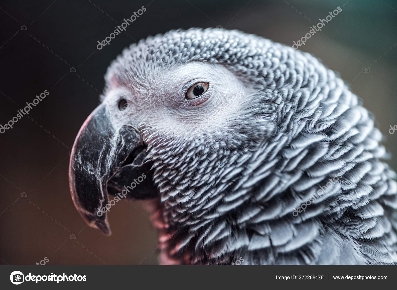 Close View Vivid Grey Fluffy Parrot Looking Camera — Stock Photo ...