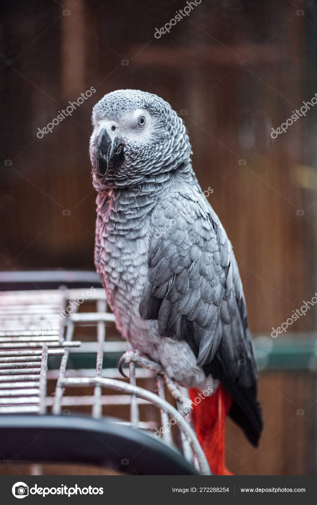 Vivid Grey Fluffy Parrot Sitting Cage Looking Camera — Stock Photo ...
