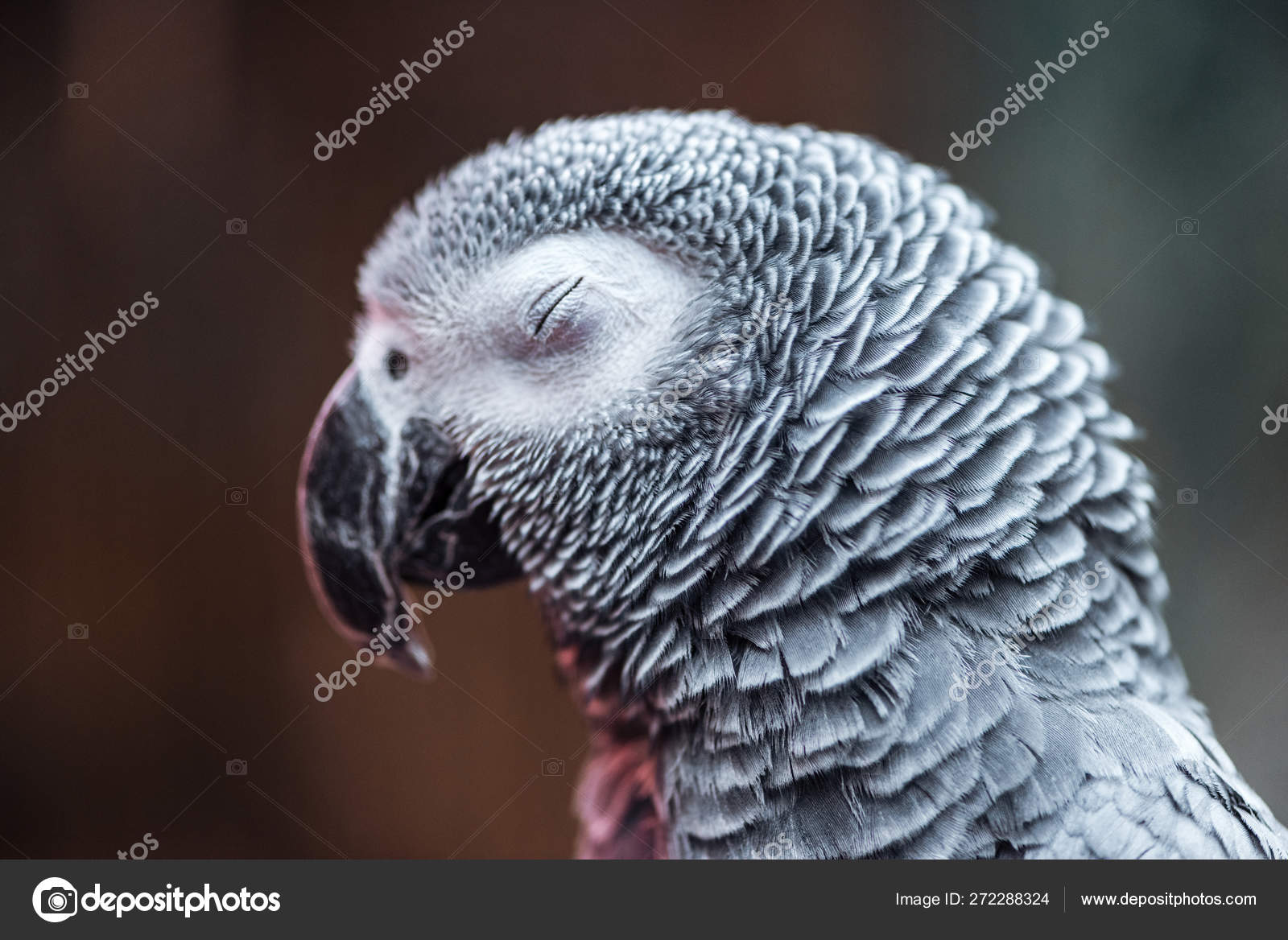 Close View Vivid Grey Exotic Fluffy Parrot Closed Eye — Stock Photo ...