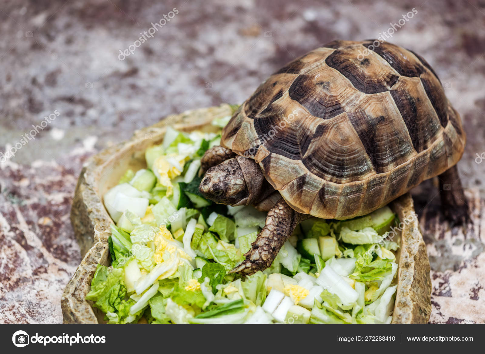 Linda Tortuga Comiendo Verduras Frescas Rodajas Tazón Piedra — Foto de ...