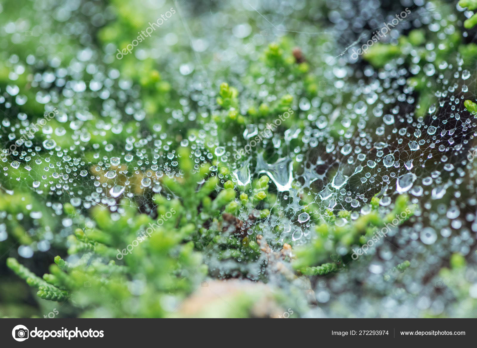 Selective Focus Water Drops Surface Green Plants — Stock Photo ...