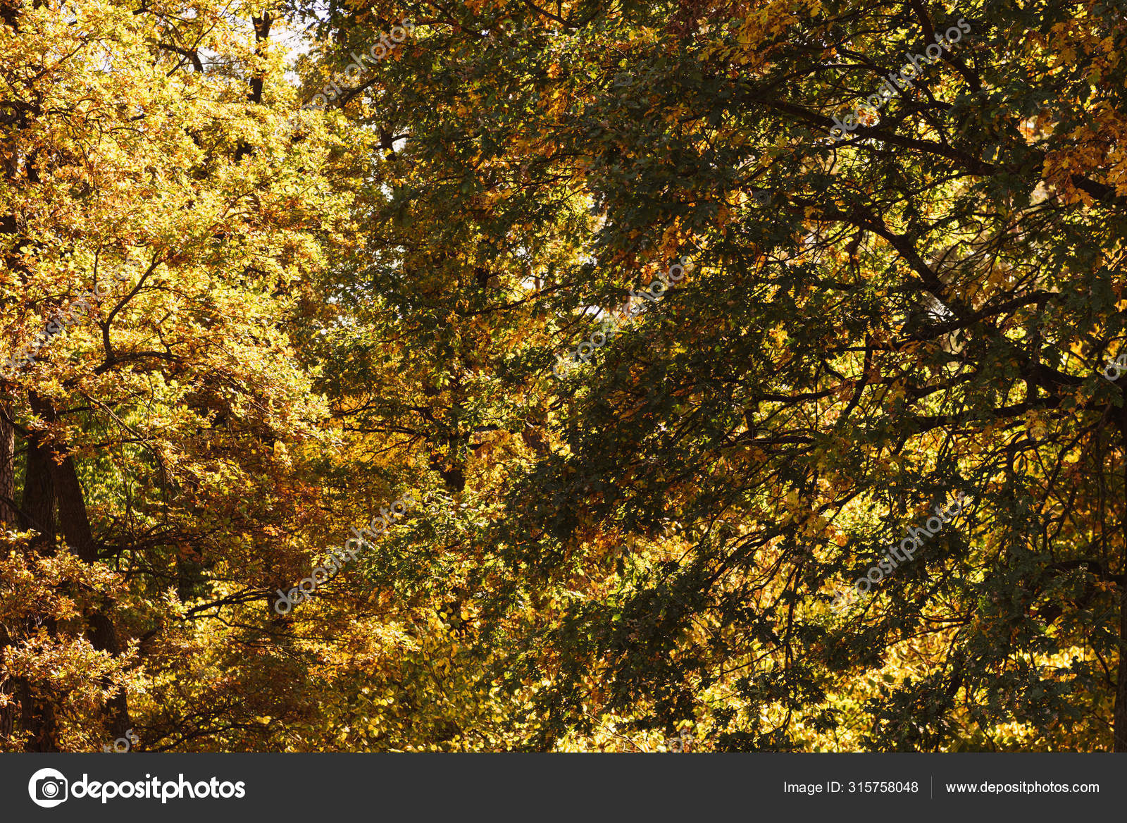 Scenic Autumnal Forest Golden Foliage Sunlight — Stock Photo © MicEnin ...
