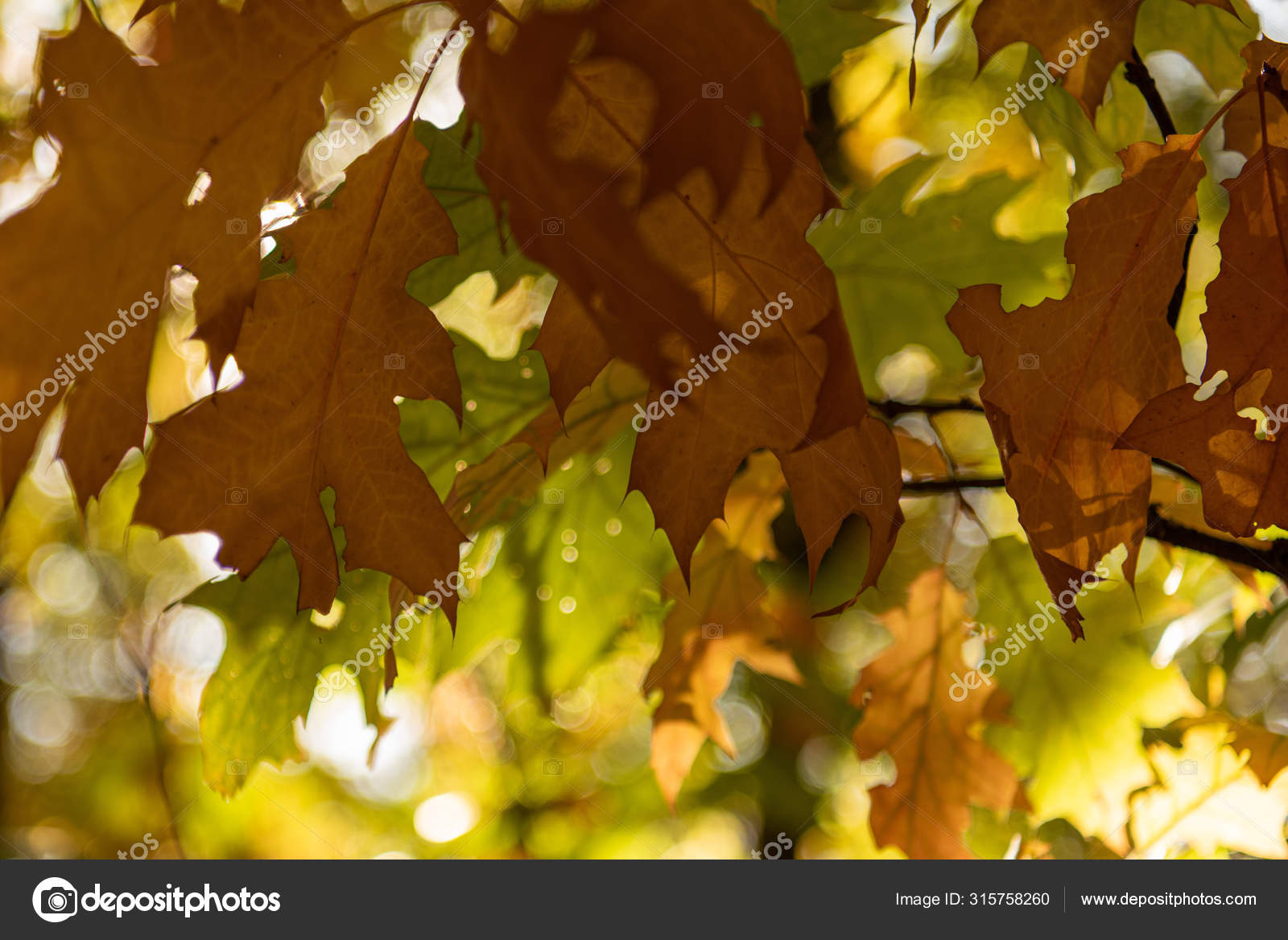 Close View Maple Leaves Autumnal Forest Sunlight — Stock Photo ...