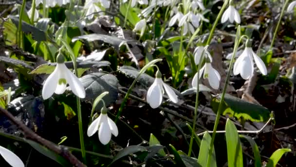 1,703 Bucaneve fiori Videos, Royalty-free Stock Bucaneve fiori Footage | Depositphotos