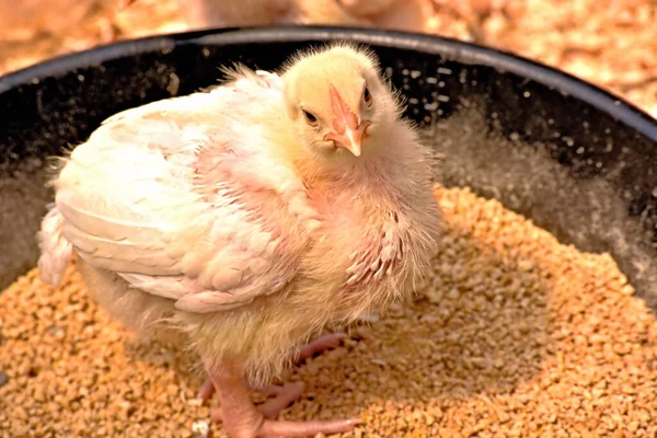 Chicken feeder images libres de droit, photos de Chicken feeder ...