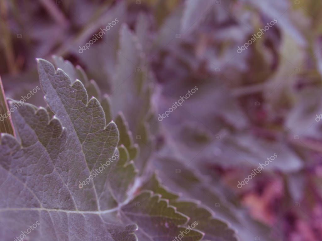 Hojas brillantes con venas contrastantes y un borde grande de un borde ...