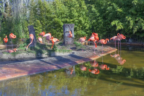 Flamingo habitat Stock Photos, Royalty Free Flamingo habitat Images ...