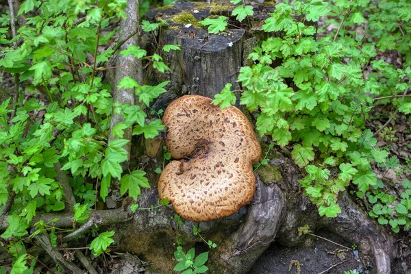 Dryad saddle Stock Photos, Royalty Free Dryad saddle Images | Depositphotos