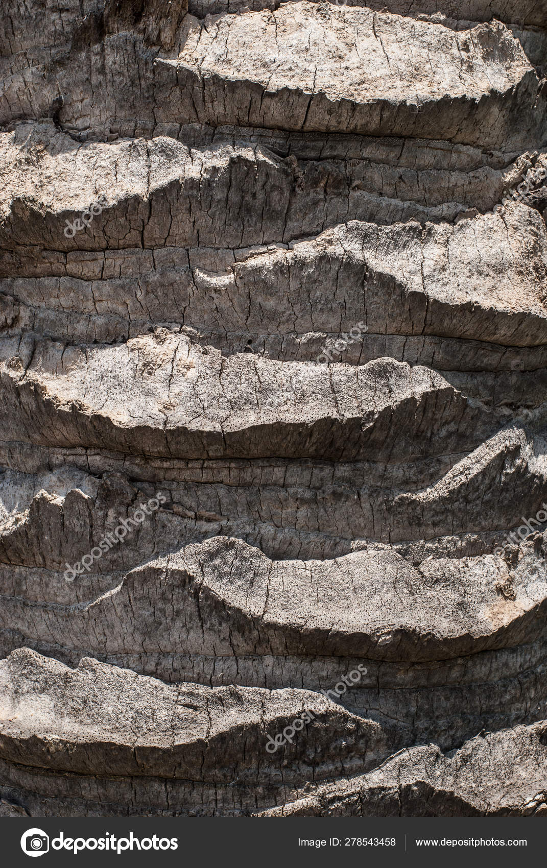 Texture of a palm tree trunk. Stock Photo by ©sashikoa@gmail.com 278543458