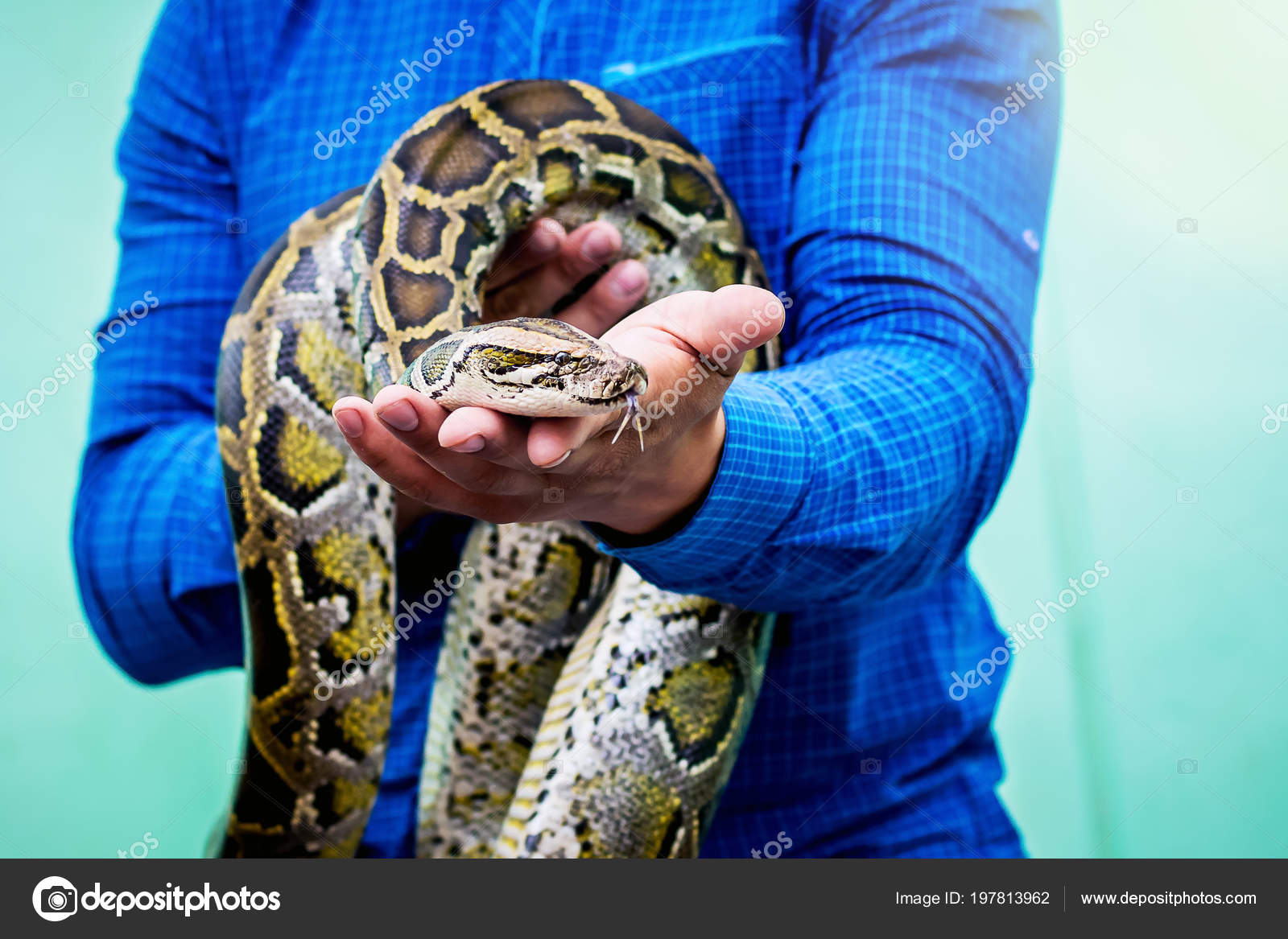 Man Holds Snake Boa His Hands Dangerous Profession Stock Photo by ...