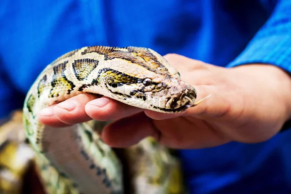 Man Holds Snake Boa His Hands Dangerous Profession Stock Photo by ...