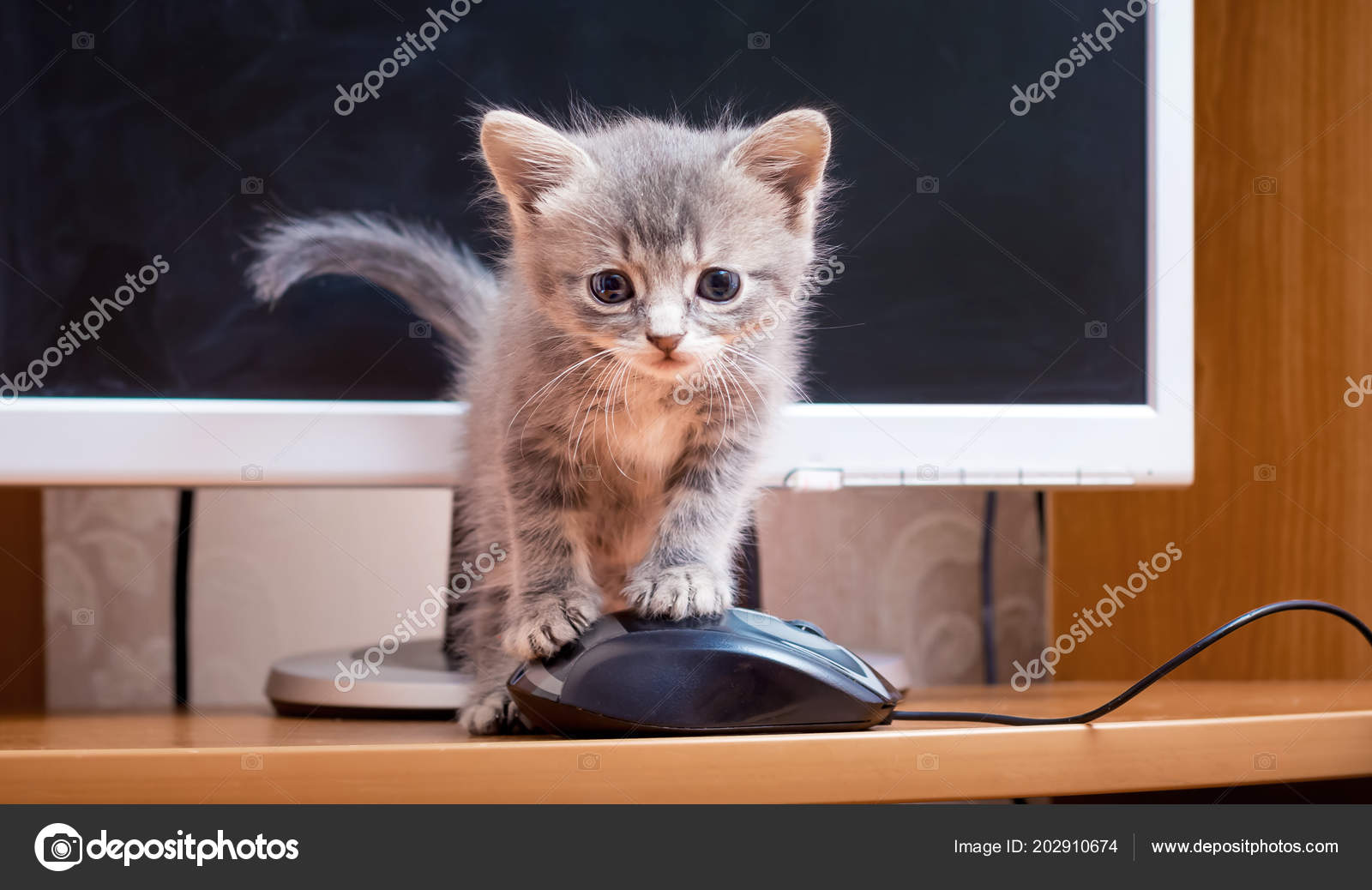Kitten Computer Kitten Computer Mouse Work Computer Office Valuable ...