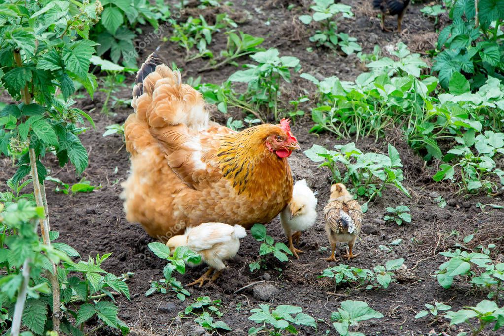 Pollo con pollos pequeños en el jardín en busca de comida. Pollo cuida ...