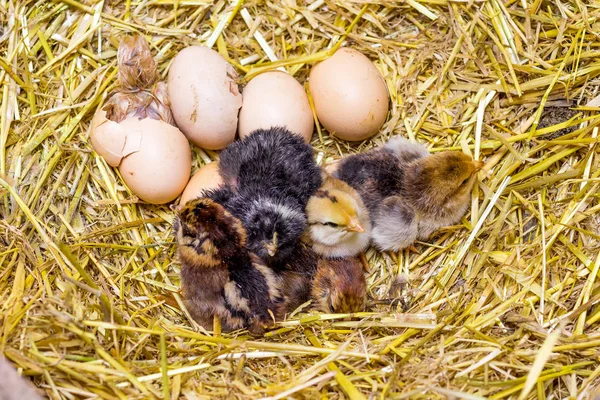 10,000,000+ imágenes de Pollitos bebes libres de derechos | Depositphotos