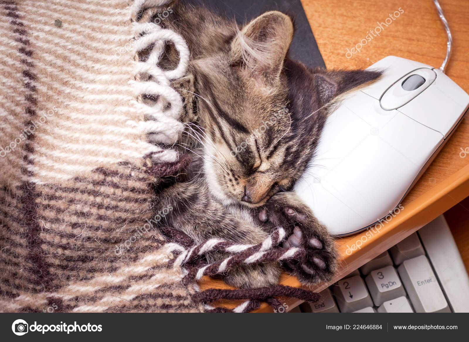 Sleepy Kitten On Computer