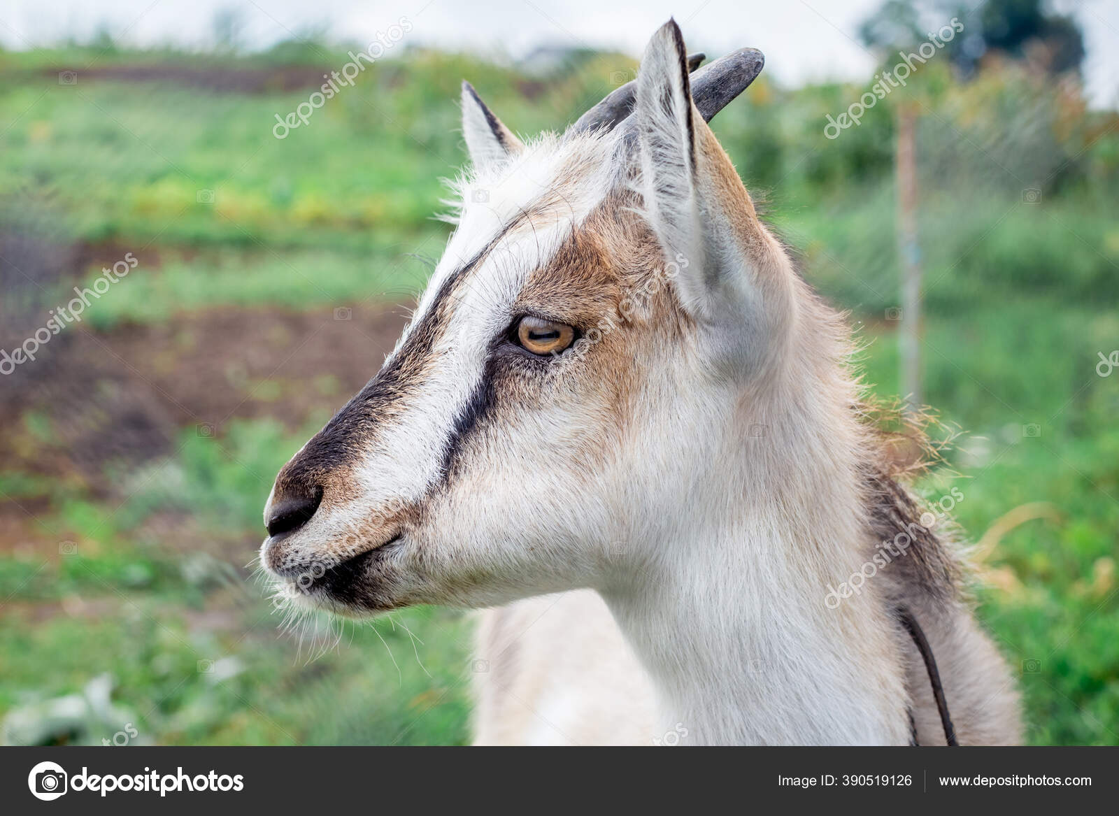 Portrait Young Goat Profile Background Grazing Stock Photo by ...