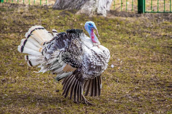 Turkey hybrid Stock Photos, Royalty Free Turkey hybrid Images ...