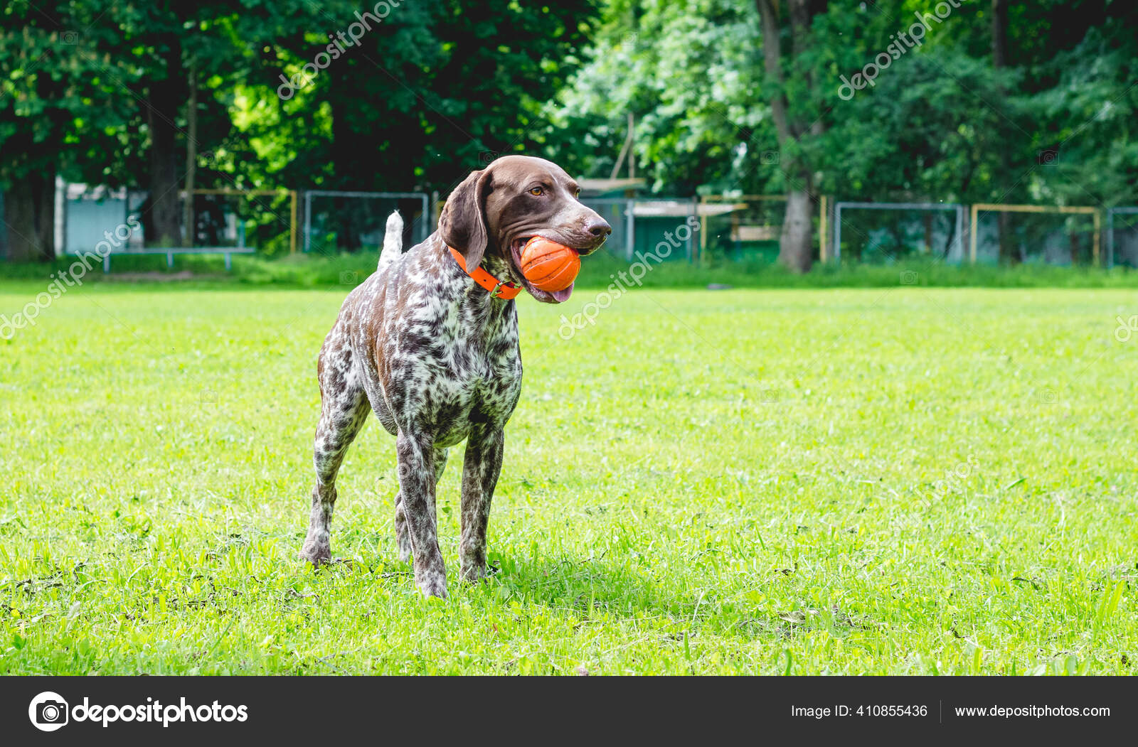 German Shorthaired Pointe Dog Stands Lawn Grass Ball His Teeth — Stock ...