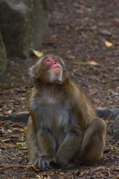 Mono sonriente fotos de stock, imágenes de Mono sonriente sin royalties ...