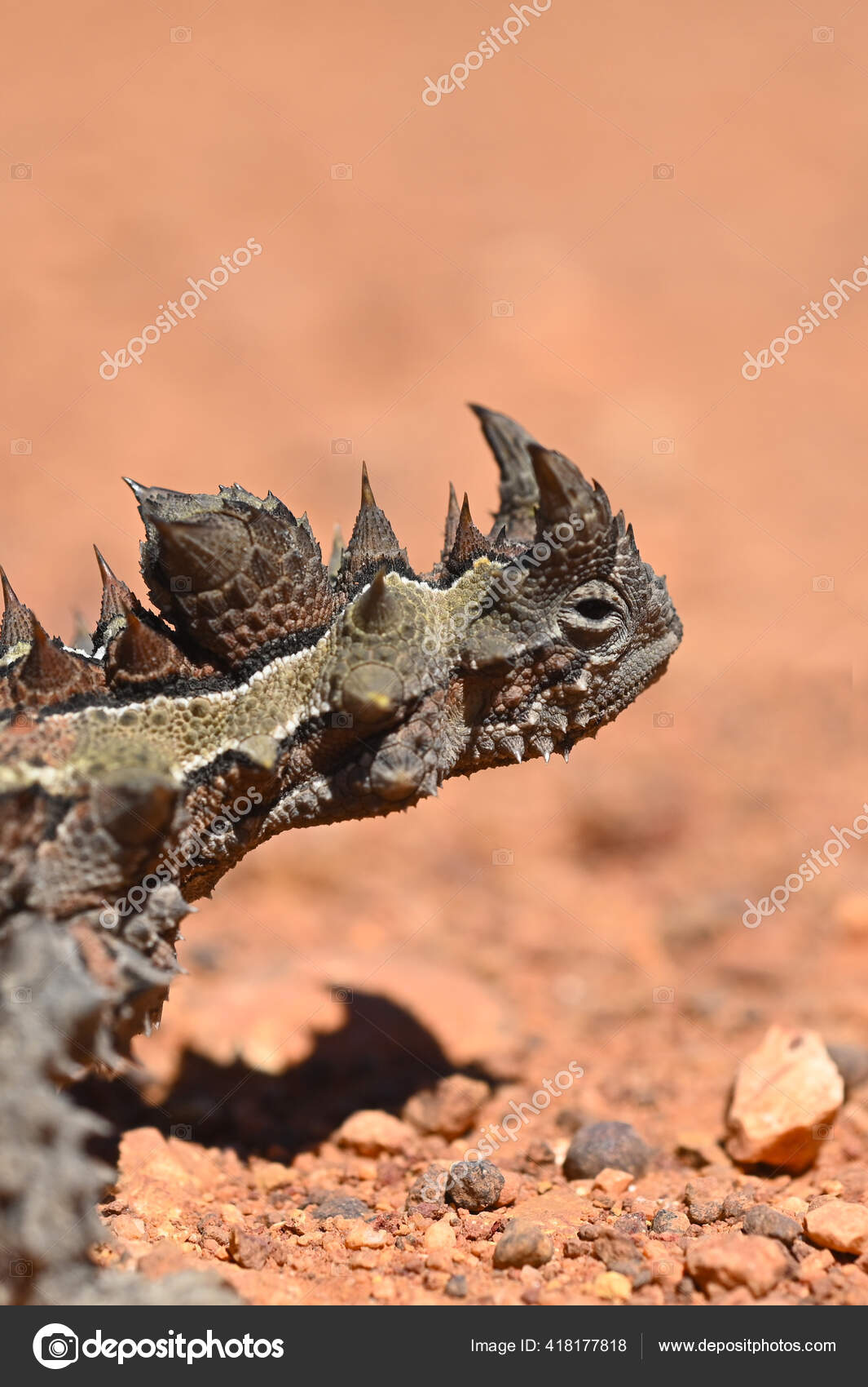 Australian Outback Lizards
