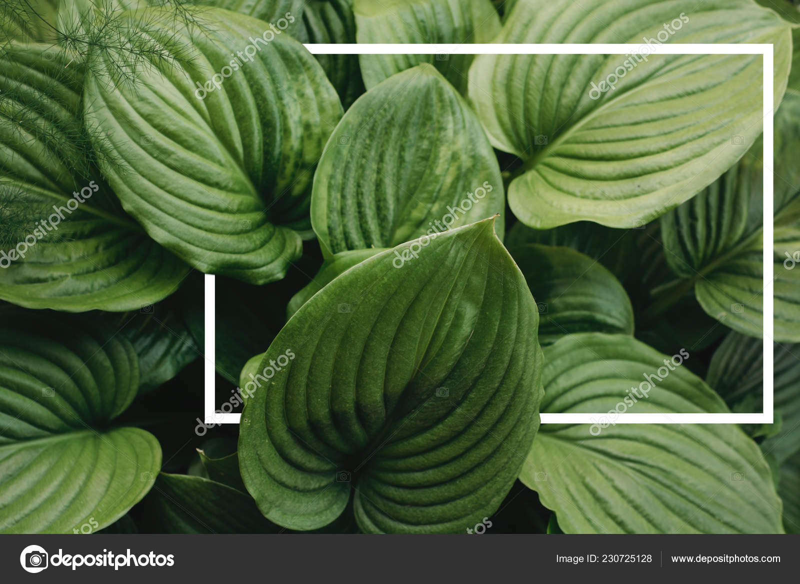 Creative Layout Made Leaves White Drawn Frame Flat Lay Nature Stock ...