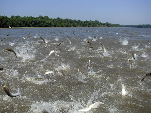 Asian carp Stock Photos, Royalty Free Asian carp Images | Depositphotos