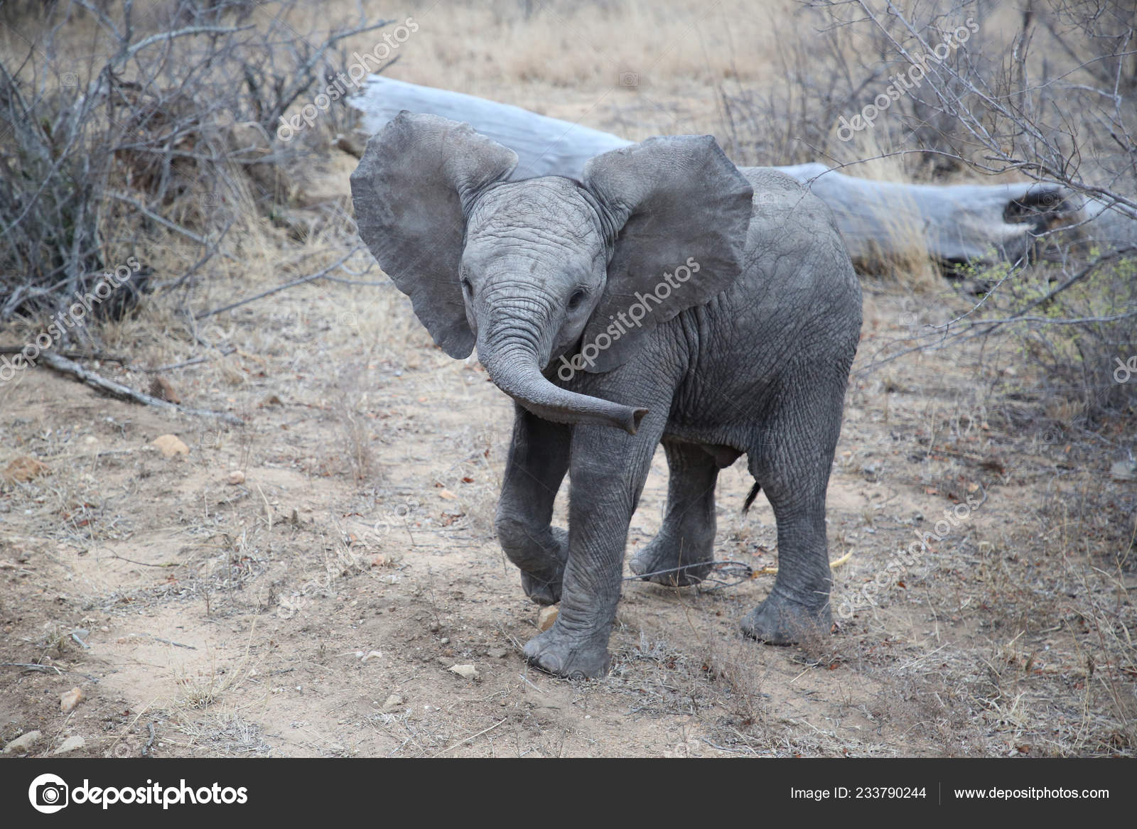 Cute African Elephant Baby
