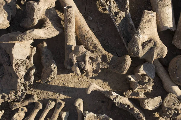 Ottoman empire Images - Search Images on Everypixel