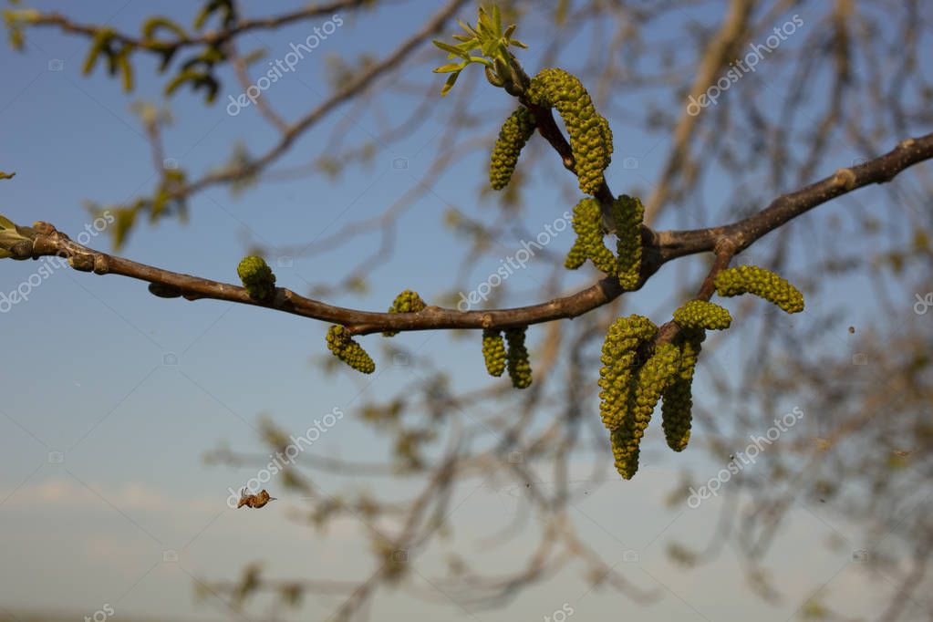 Flor de nuez de primavera. Flores masculinas de nogal estaminadas ...